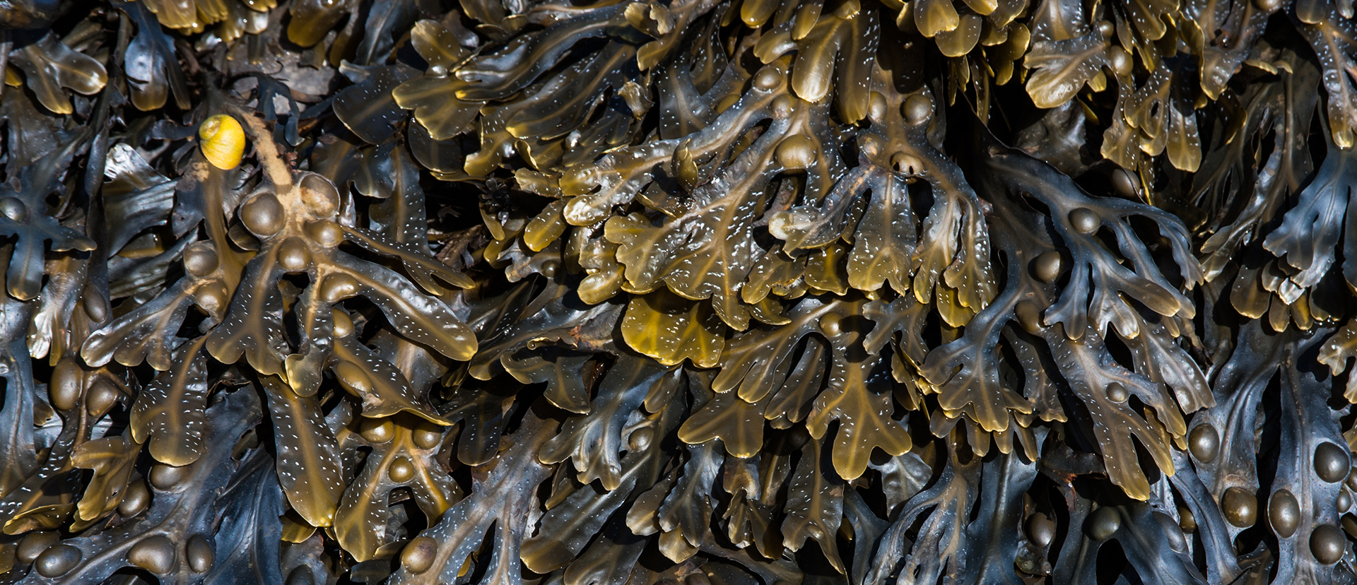 Harvesting the potential of seaweed - Biotechnica